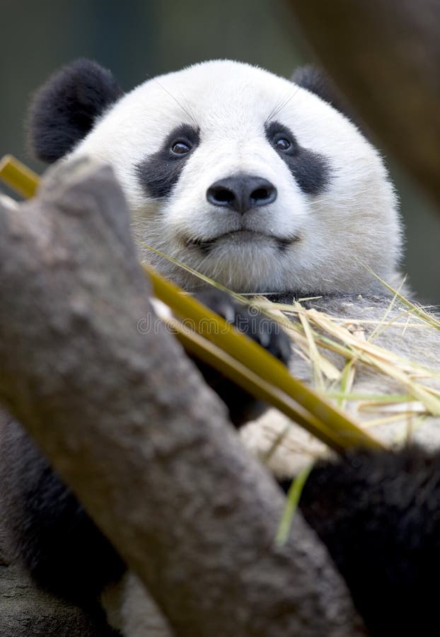 Chinese Panda Bear Male Juvenile Eating Bamboo Stock Image - Image of ...