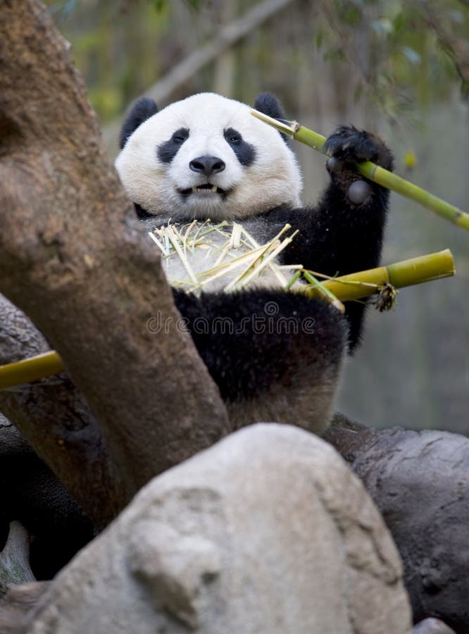 Giant Pandas Eating Bamboo in Chengdu Panda Breeding Research Base ...