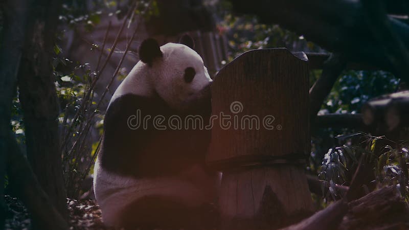 Pandas basking in the sun stock video. Video of panda - 318567549