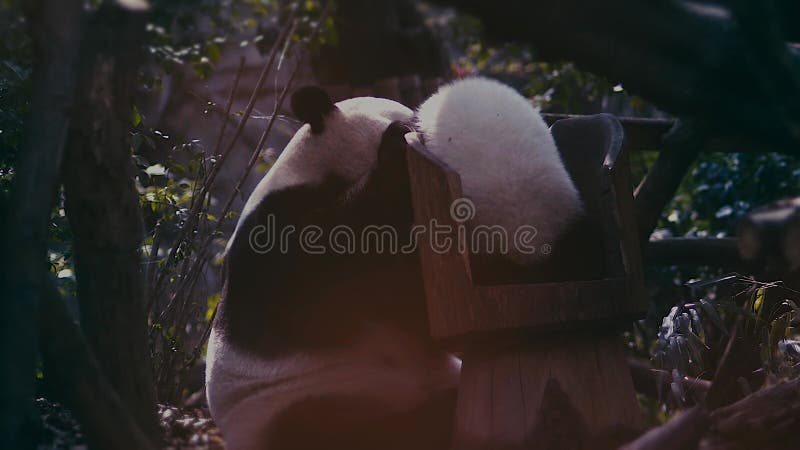 Pandas basking in the sun stock footage. Video of bear - 318567606