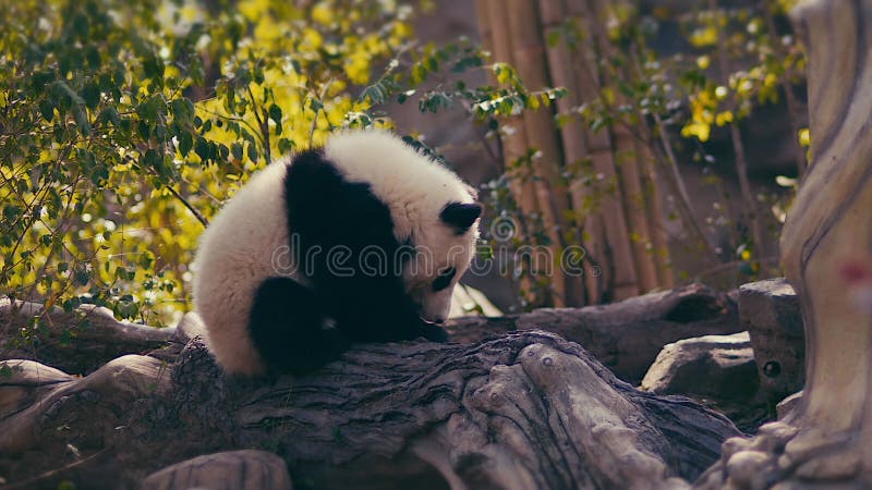 Pandas basking in the sun stock video. Video of bear - 318567815