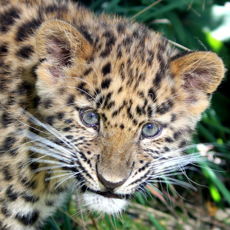 Chinese Panther, Amour Panther Stock Image - Image of chinese, feline ...