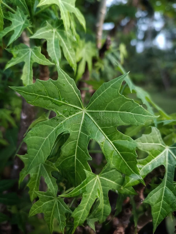 Chinese papaya leaf photo stock image. Image of papaya - 267734997
