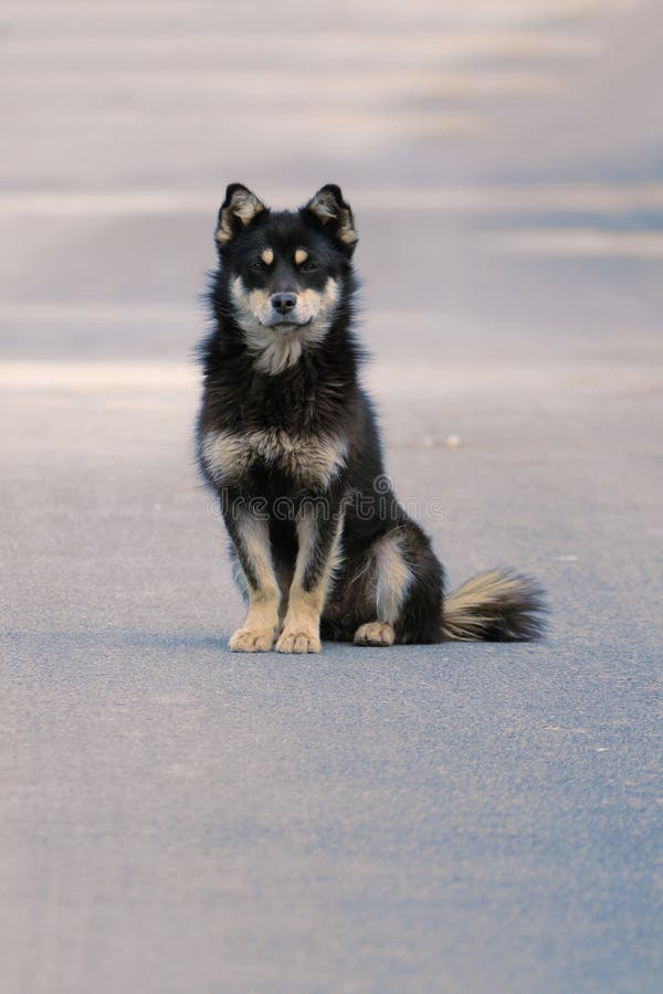 Chinese Pastoral Dog stock image. Image of animals, mammals - 277514313