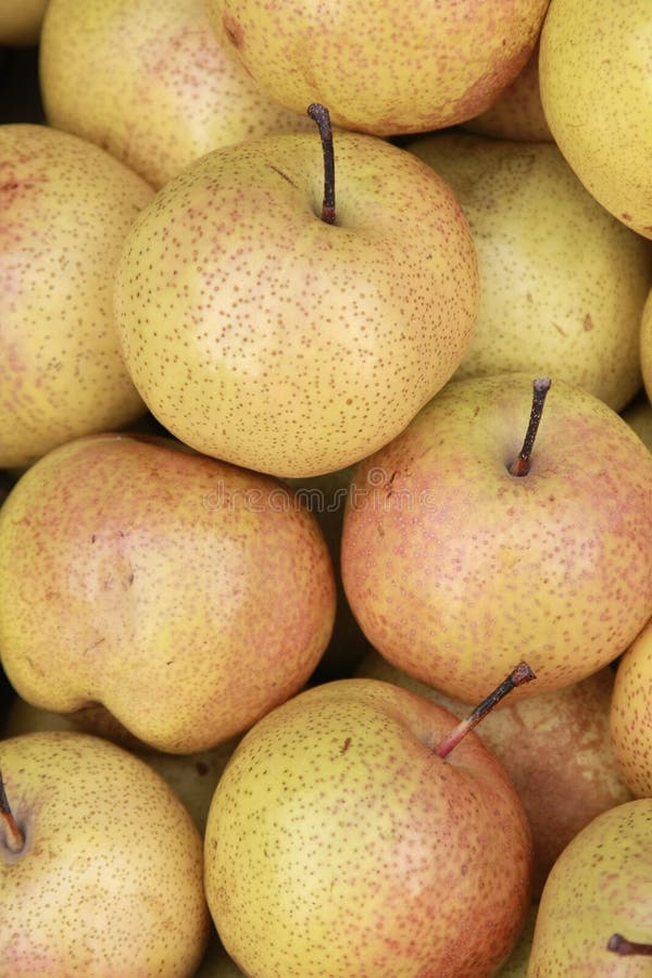 Chinese pear stock image. Image of green, nature, dessert - 12964813