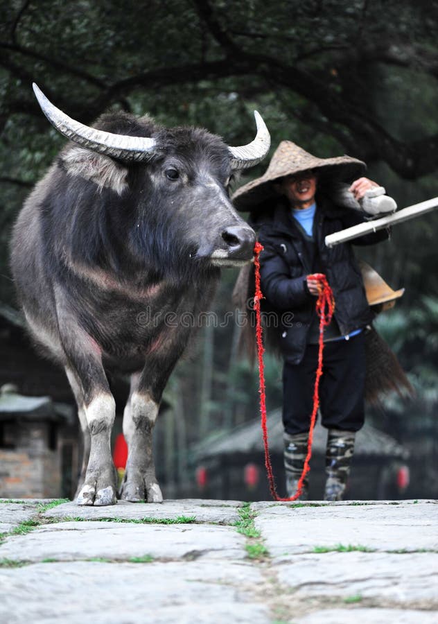 Chinese Peasant with Farm Cattle Editorial Stock Photo - Image of bark ...