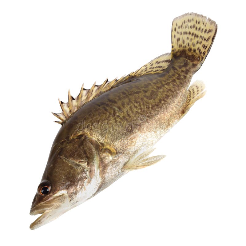 Mandarin Perch Stock Photos - Free & Royalty-Free Stock Photos from ...