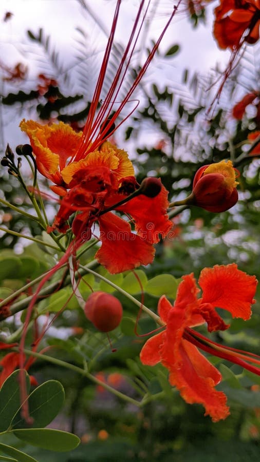 Chinese petai flower stock photo. Image of fruit, chinese - 276986188