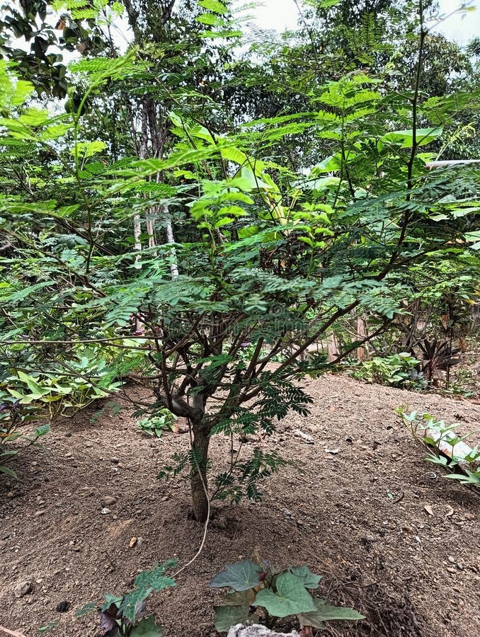 134 Chinese Petai Tree Stock Photos - Free & Royalty-Free Stock Photos ...