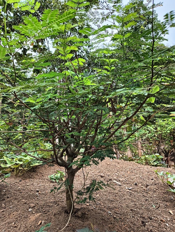 170 Chinese Petai Tree Stock Photos - Free & Royalty-Free Stock Photos ...