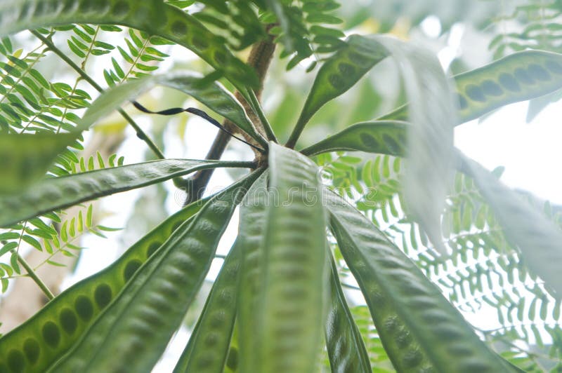 Chinese Pete or Lamtoro in Javanese, Stock Image - Image of flower ...