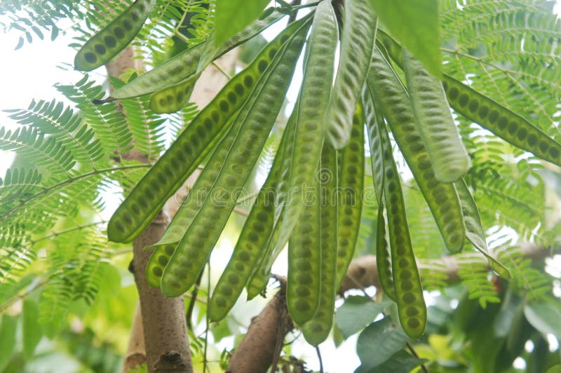 Chinese Pete or Lamtoro in Javanese, Stock Image - Image of nature ...