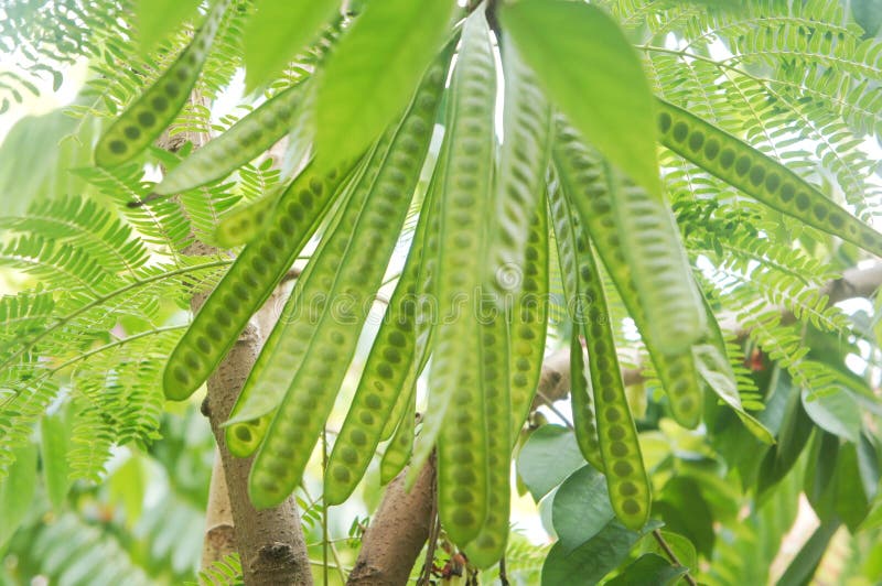 Chinese Pete or Lamtoro in Javanese, Stock Image - Image of vegetation ...