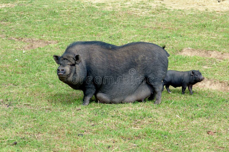 Chinese Pig Stock Images - Image: 1028894