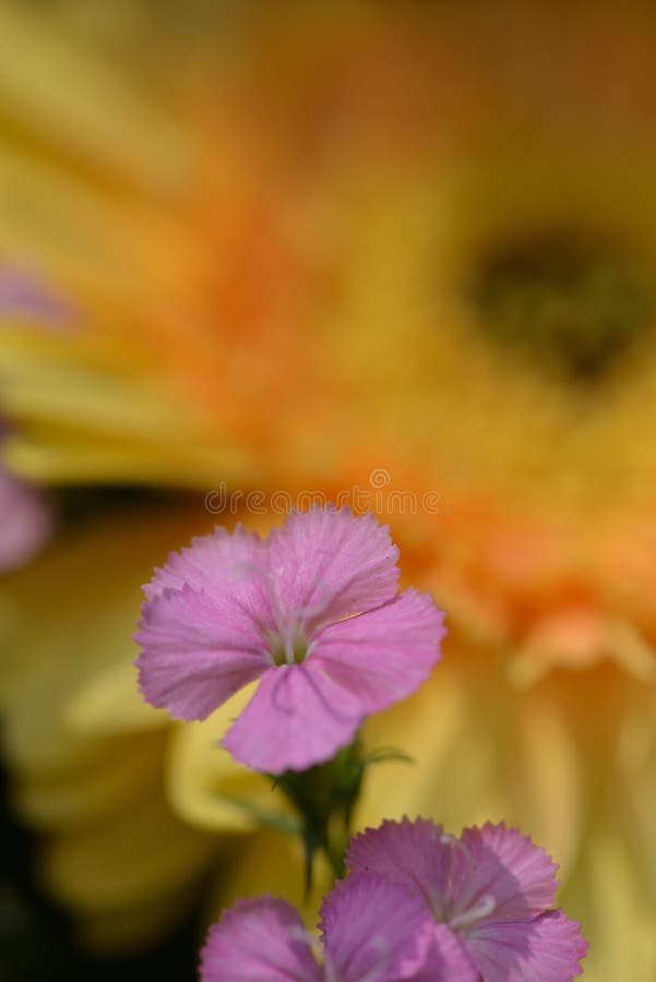 Chinese Pink Flower stock photo. Image of closeup, macro - 180652948