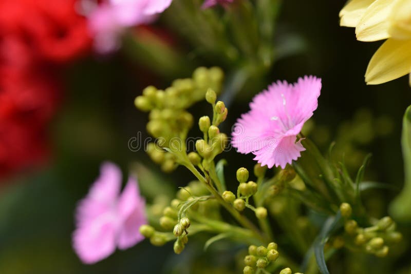 Chinese Pink Flower stock image. Image of bract, chinese - 180652985
