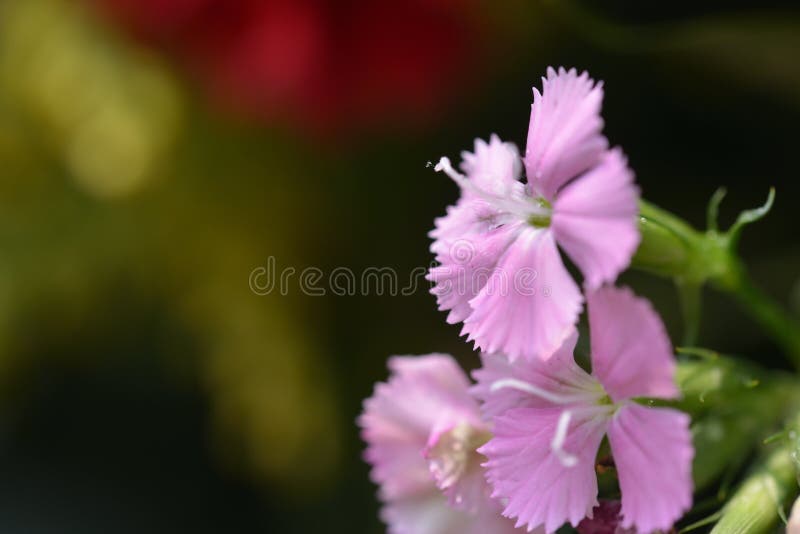 Chinese Pink Flower stock photo. Image of macro, peaceful - 180653000