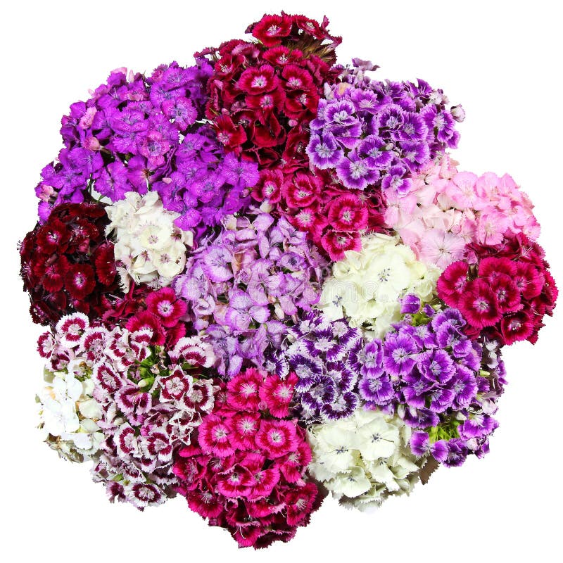 Chinese pink flowers stock photo. Image of close, colorful - 25422416