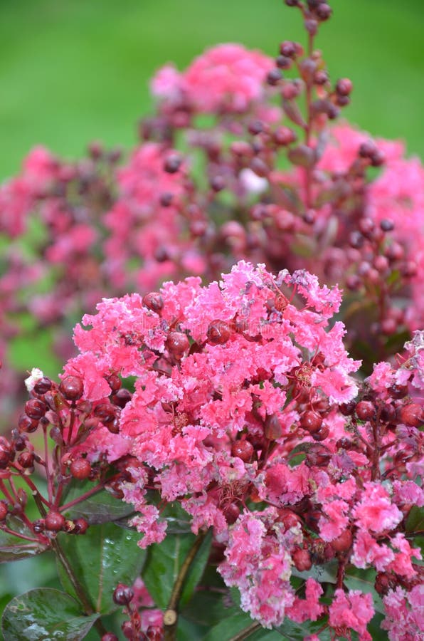 Chinese pink flowers stock photo. Image of close, colorful - 25422416