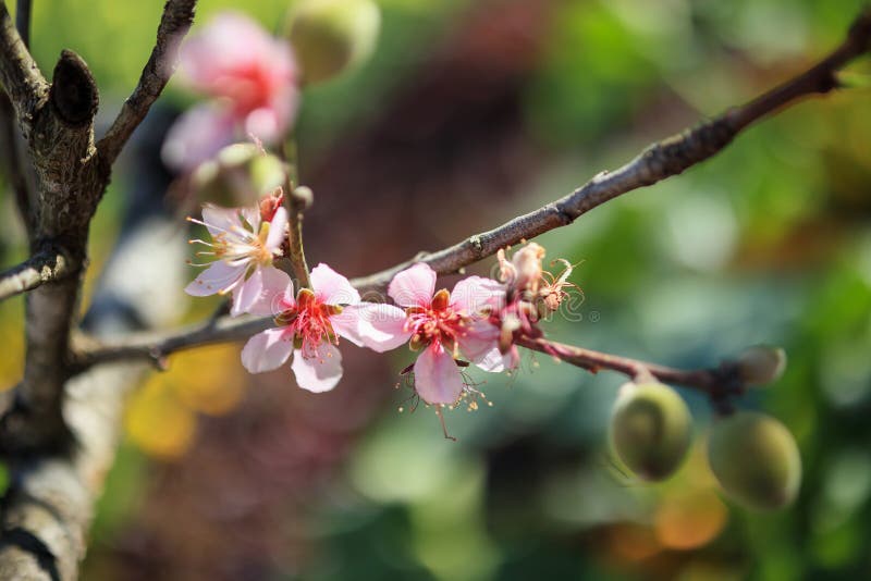 Chinese Plum Flower Blossom Closeup Stock Image - Image of chinese ...