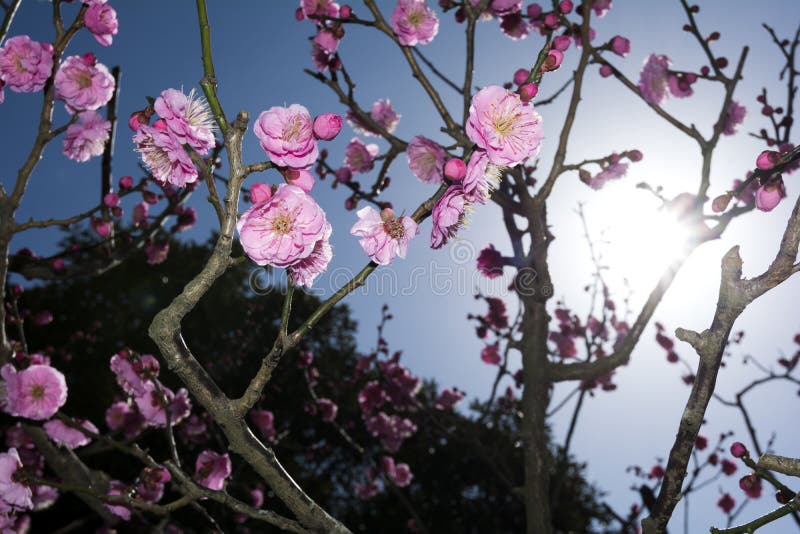 Chinese Plum Flowers and Sun Stock Photo - Image of natural, botanical ...