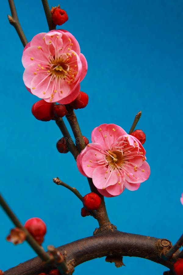 Chinese plum,mume stock photo. Image of famous, flora - 7709246