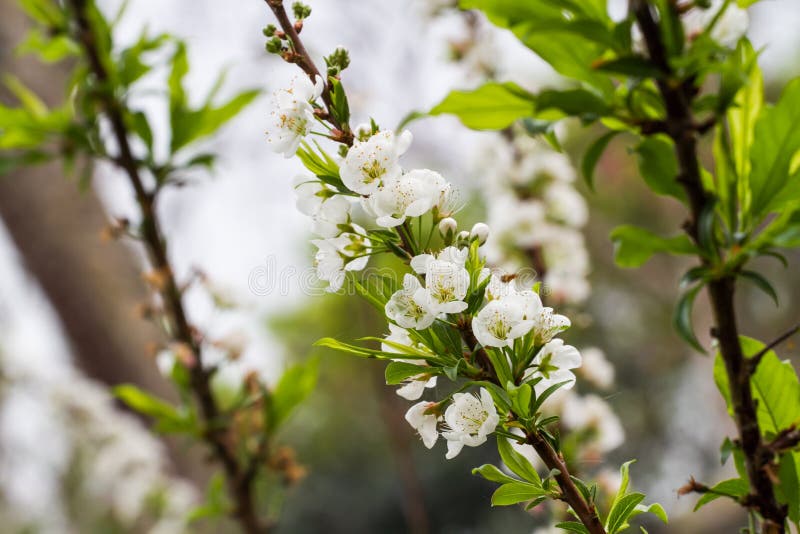 Chinese plum tree stock image. Image of spring, growth - 29503139