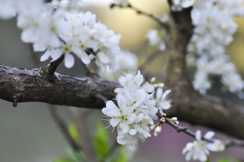 Chinese Plum Tree or Peach Tree or Peach Flower Stock Photo - Image of ...