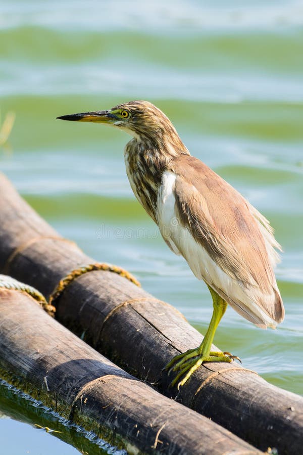 Chinese Pond Heron Ardeola Bacchus. Stock Image - Image of thailand ...