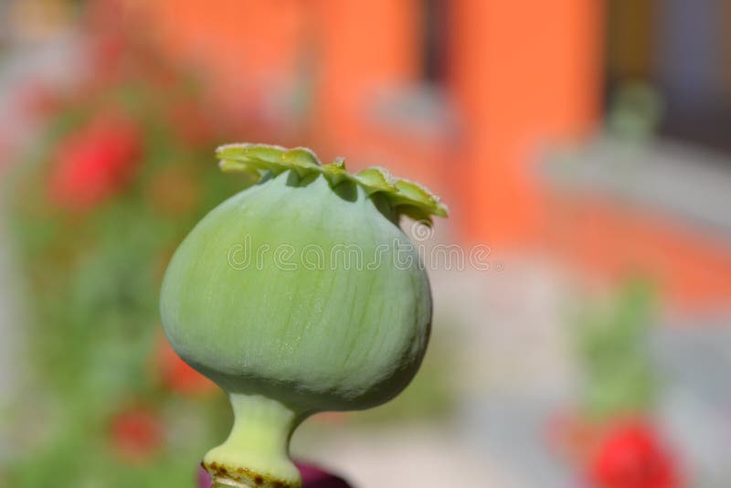 Chinese poppy stock photo. Image of poppy, green, chinese - 73026550