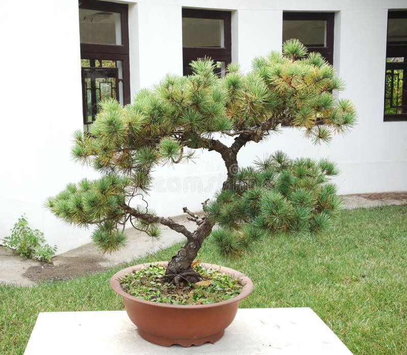 Chinese potted pine tree stock photo. Image of potted - 45227756