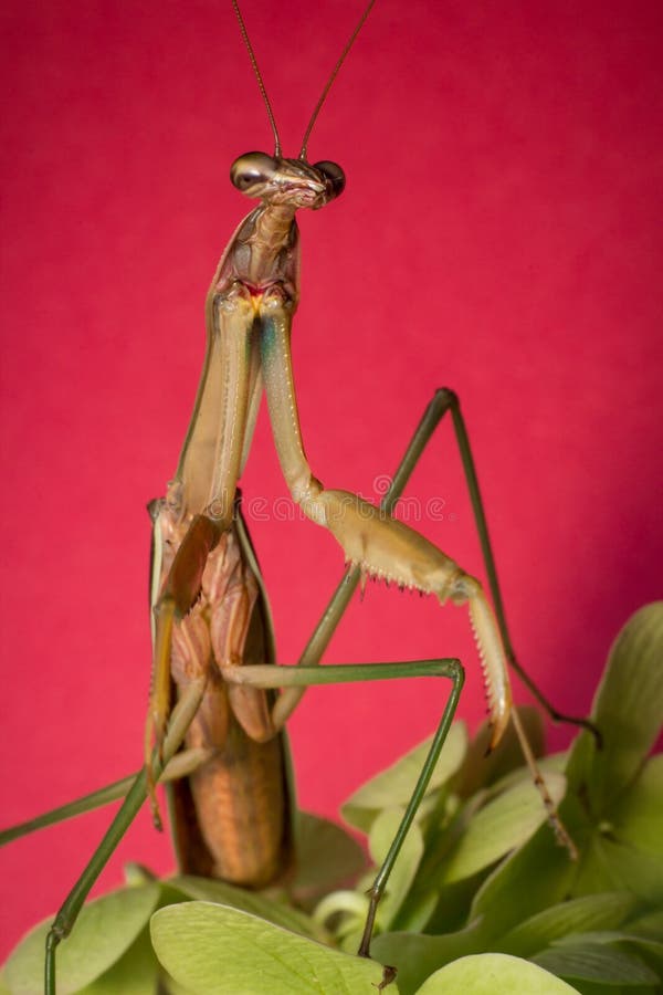 Chinese Praying Mantis stock image. Image of predator - 79395423