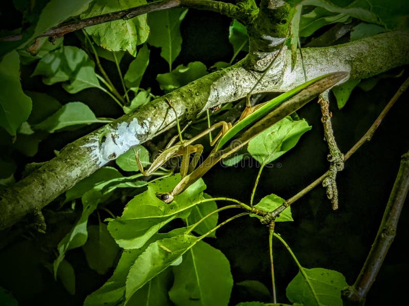 Chinese Praying Mantis in a Tree Stock Photo - Image of tree, insect ...