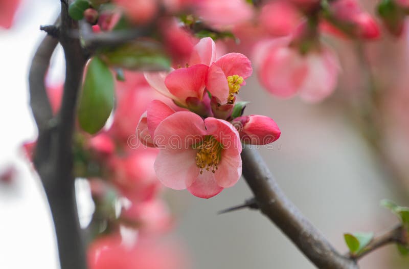 Chinese Quince Blooming in Spring Stock Photo - Image of garden ...