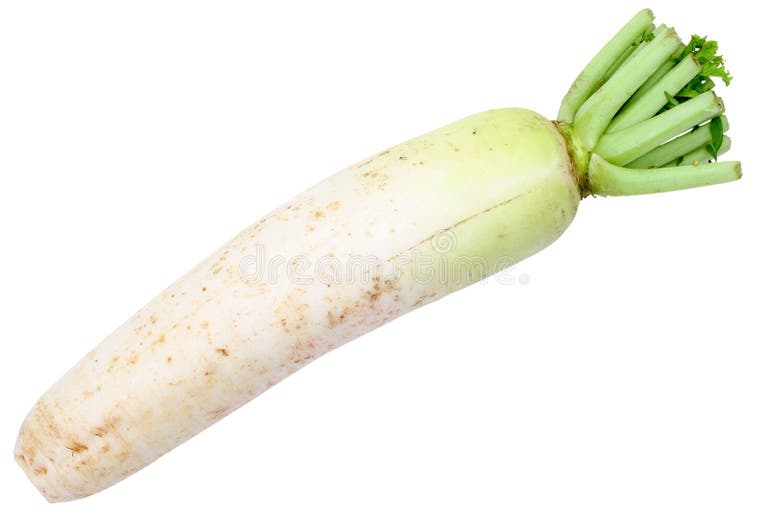 Chinese radish stock photo. Image of isolated, salad, asian - 3761108