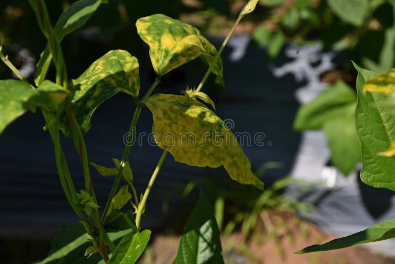 Chinese Radish Damage from Flea Beetle Stock Image - Image of biology ...