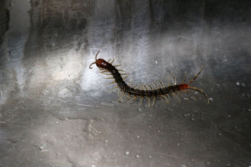 The Chinese Red Headed Centipede on the Floor Stock Image - Image of ...