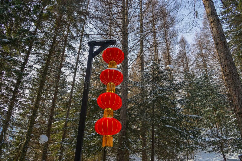 Chinese Red Lantern in Pine Tree Forest Stock Photo - Image of color ...