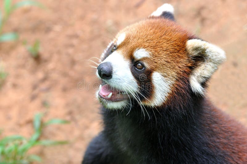A Chinese red Panda stock image. Image of panda, animal - 14552693