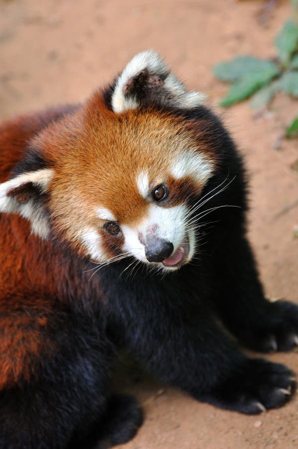 A Chinese red Panda stock image. Image of coat, panda - 14582915