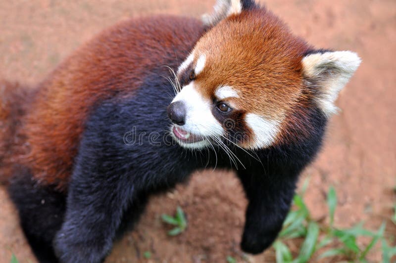 A Chinese red panda stock image. Image of head, coat - 14828695