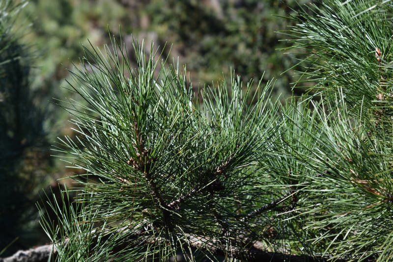Chinese red pine stock photo. Image of tree, pine, outdoors - 138552004