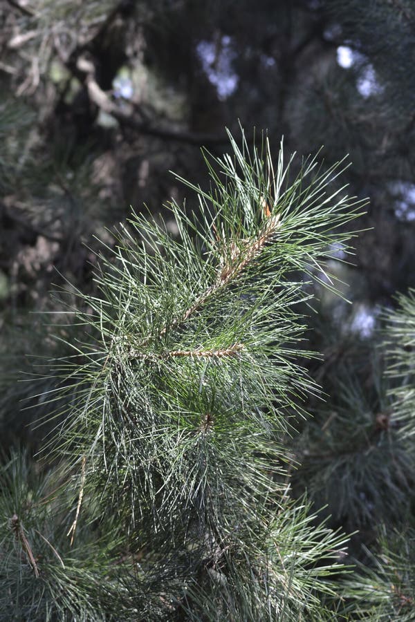 Chinese red pine stock photo. Image of foliage, leaf - 192857490