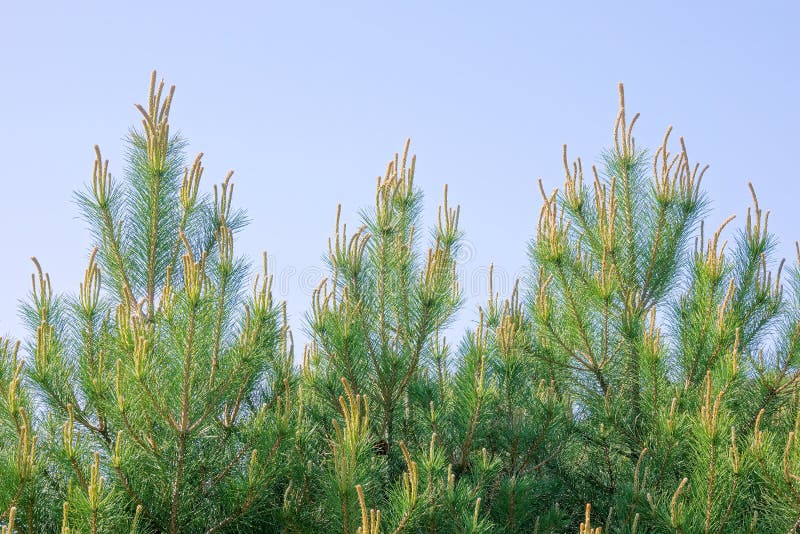 Chinese Red Pine stock image. Image of trees, tree, sprouting - 182908693