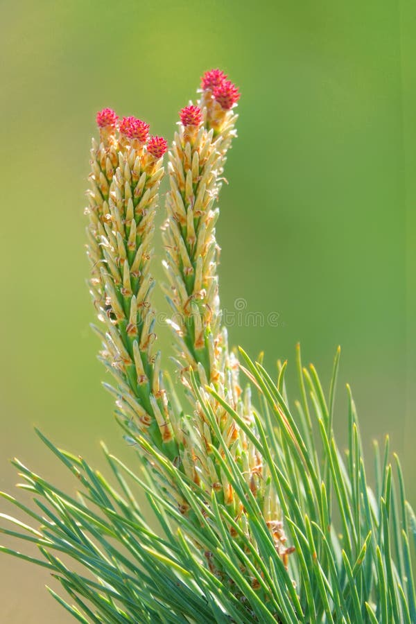 Chinese Red Pine stock image. Image of plant, tender - 183248243