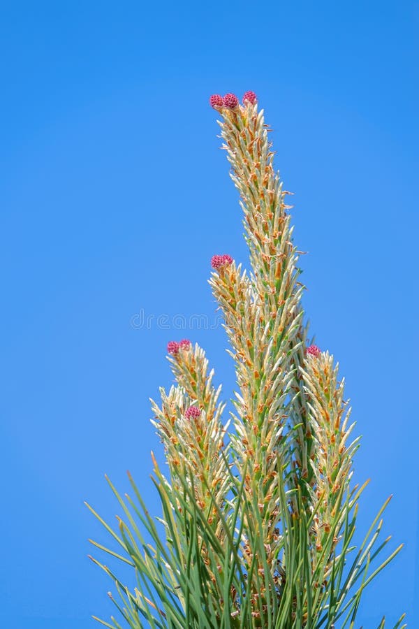 Chinese Red Pine stock image. Image of trees, tree, pinus - 183491017