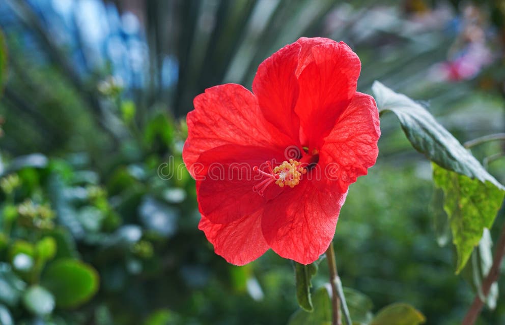 Chinese red rose stock photo. Image of green, china - 244968772