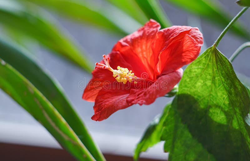 Chinese red rose stock photo. Image of detail, beautiful - 244968974