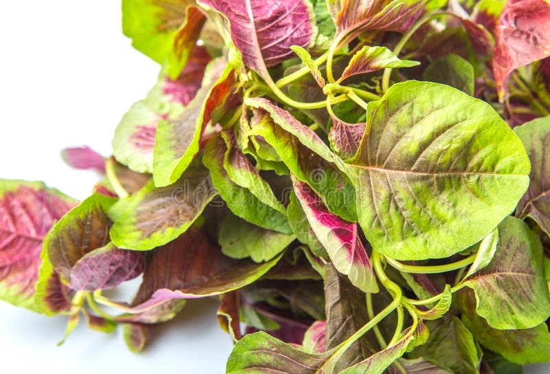 Chinese Red Spinach Close Up View II Stock Image - Image of green ...