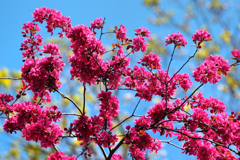 Chinese Redbud, or Cercis Chinensis Tree in Bloom Stock Photo - Image ...